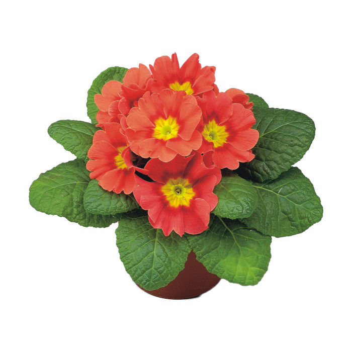 bonneli | Ebbing-Lohaus