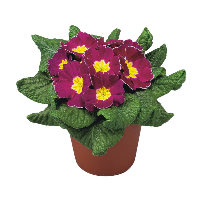 bonneli | Ebbing-Lohaus