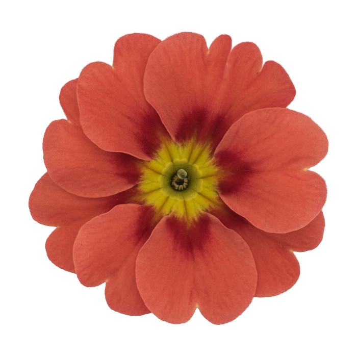 eblo | Ebbing-Lohaus