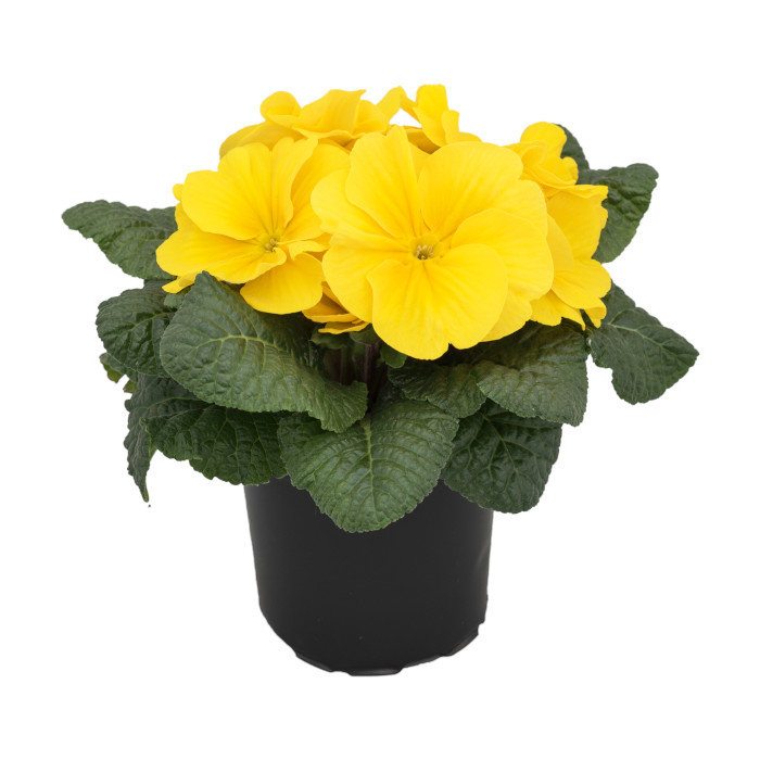 eblo | Ebbing-Lohaus