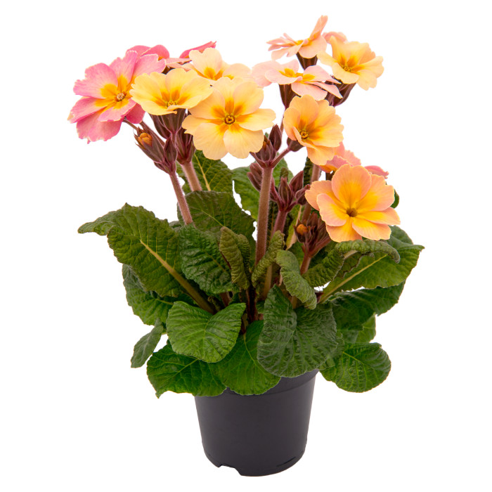 stella | Ebbing-Lohaus