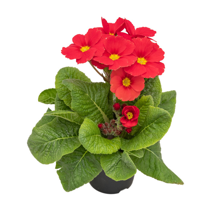 stella | Ebbing-Lohaus